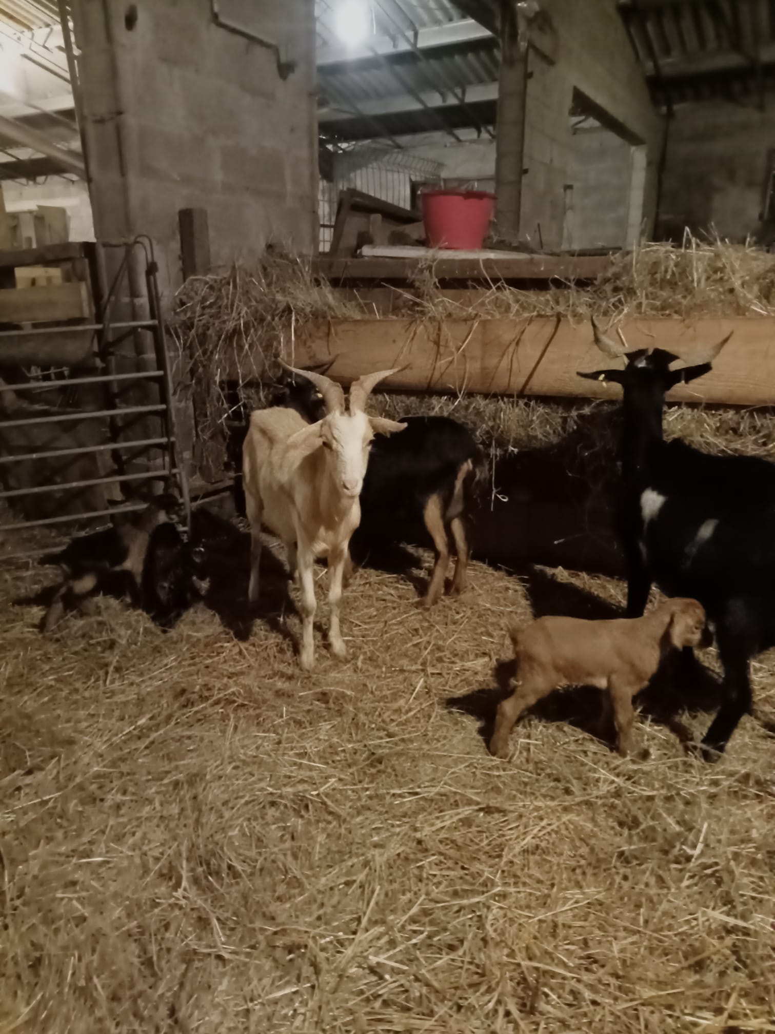 Des photos des agneaux et chevreaux nouveaux-nés - AMAPMontrouge